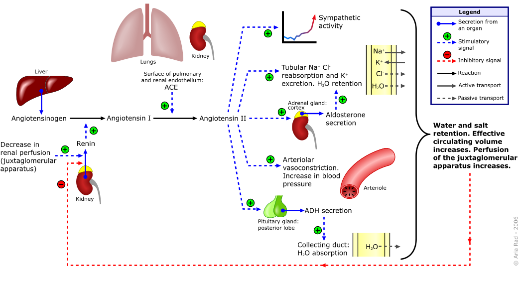 Renin-angiotensin-aldosterone system — Medlibes: Online Medical Library
